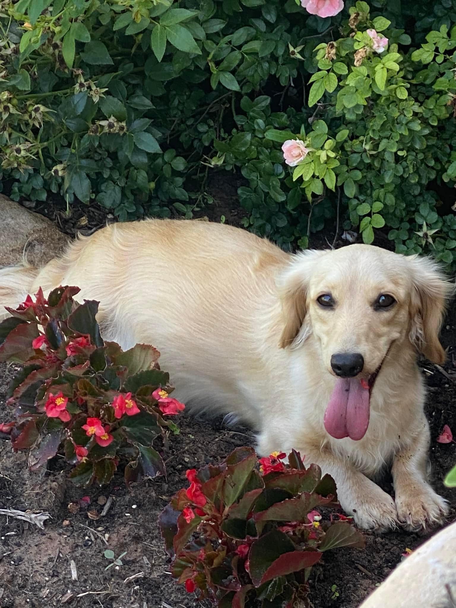 English Cream Miniature Dachshund Adult Dogs for Rehoming - Crème of ...
