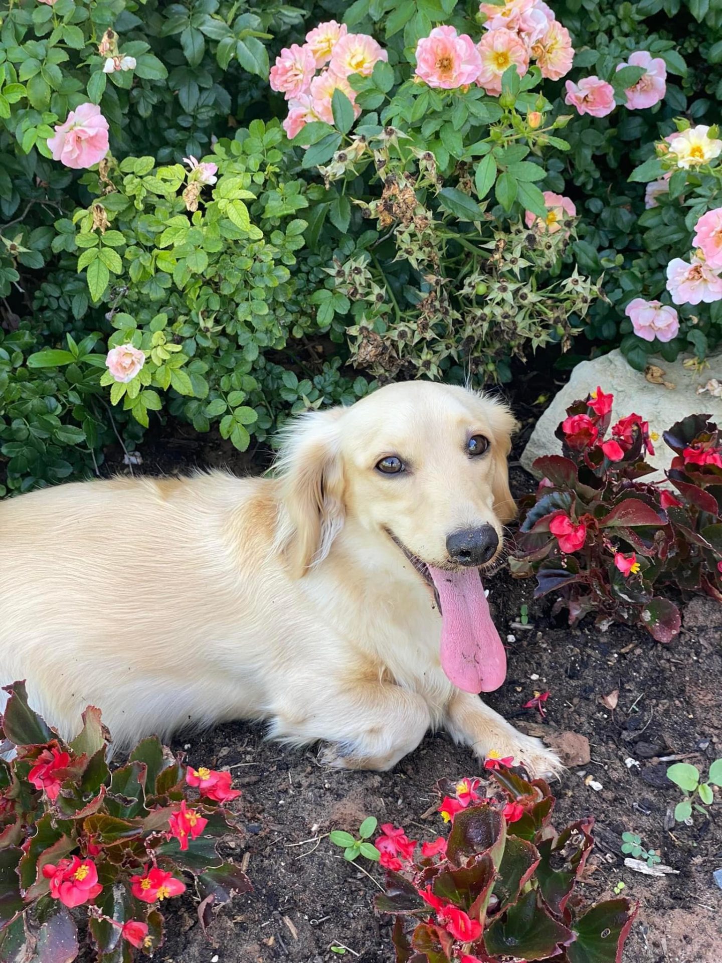 English Cream Miniature Dachshund Adult Dogs for Rehoming - Crème of ...