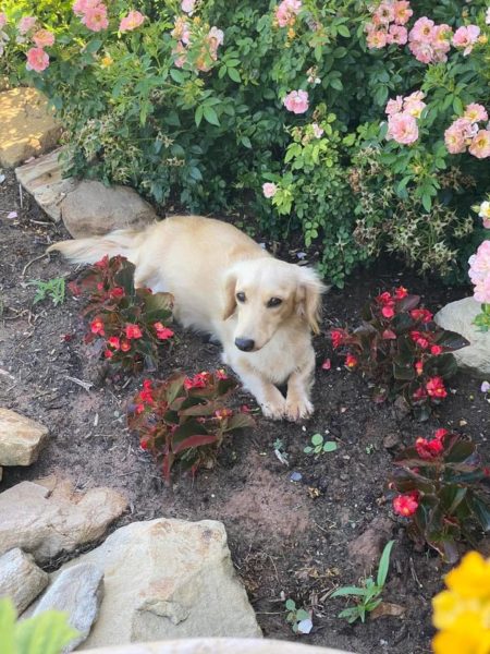 English Cream Miniature Dachshund Adult Dogs for Rehoming - Crème of ...