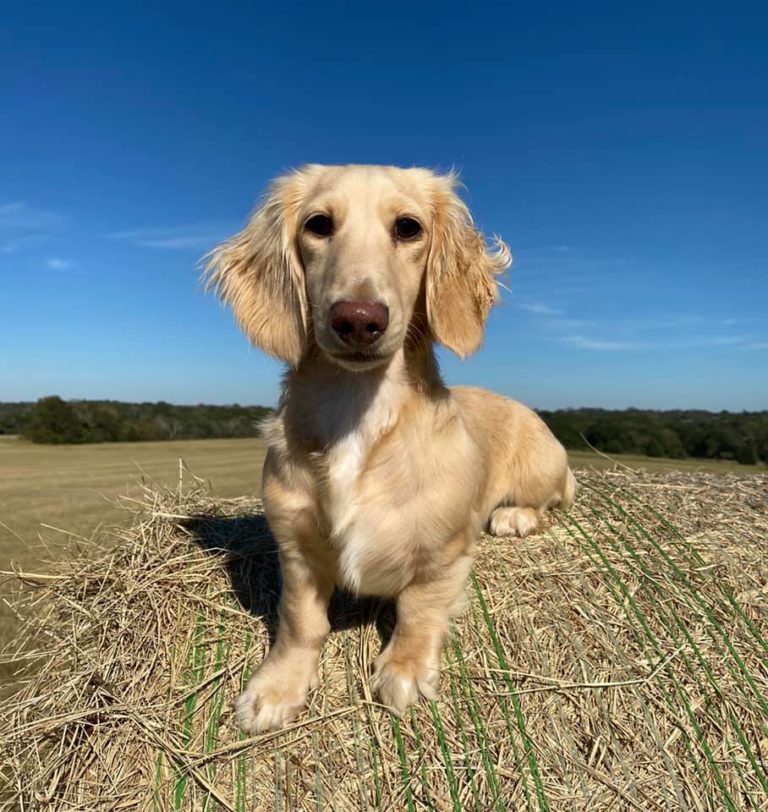 English Cream Miniature Dachshund Adult Dogs for Rehoming - Crème of ...