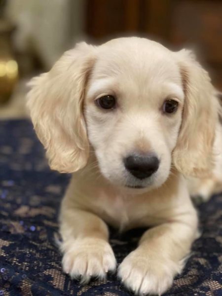 English Cream Miniature Dachshund Adult Dogs for Rehoming - Crème of ...